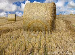Measuring Moisture in Baled Hay Vs. Loose Hay