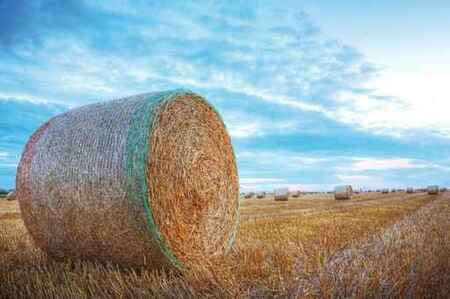 Maintaining Quality and Value of Hay with Proper Moisture Levels