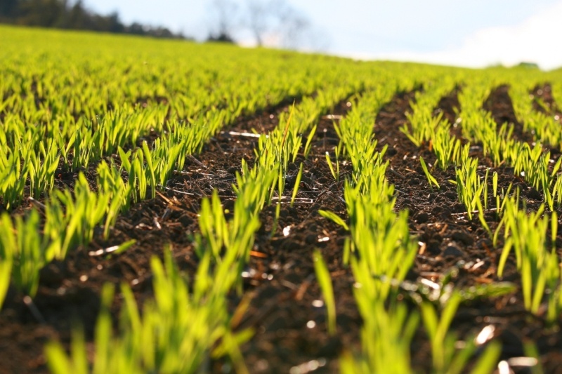 What’s the Ideal Moisture Level for Soil to Grow Crops?